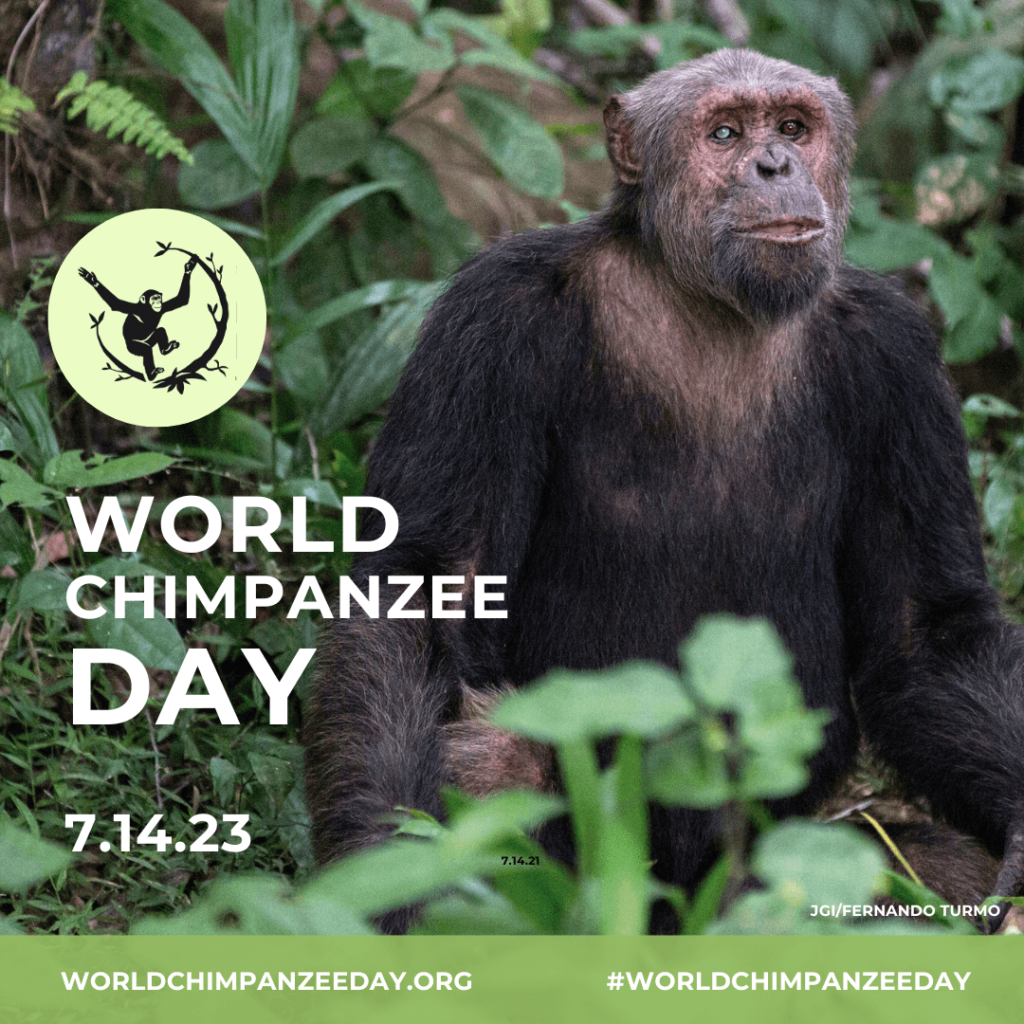 World Chimpanzee Day