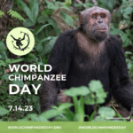 World Chimpanzee Day