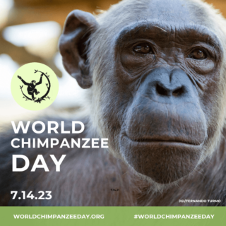 World Chimpanzee Day